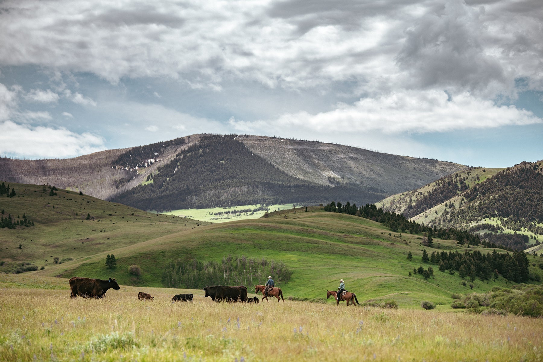 The Rancher from Roundup: How Regenerative Agriculture Works – Old Salt ...